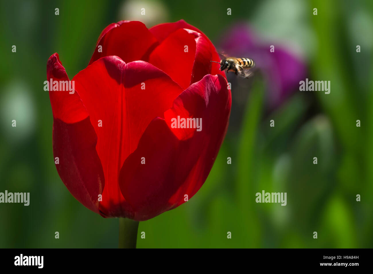Single honey bee hi-res stock photography and images - Alamy