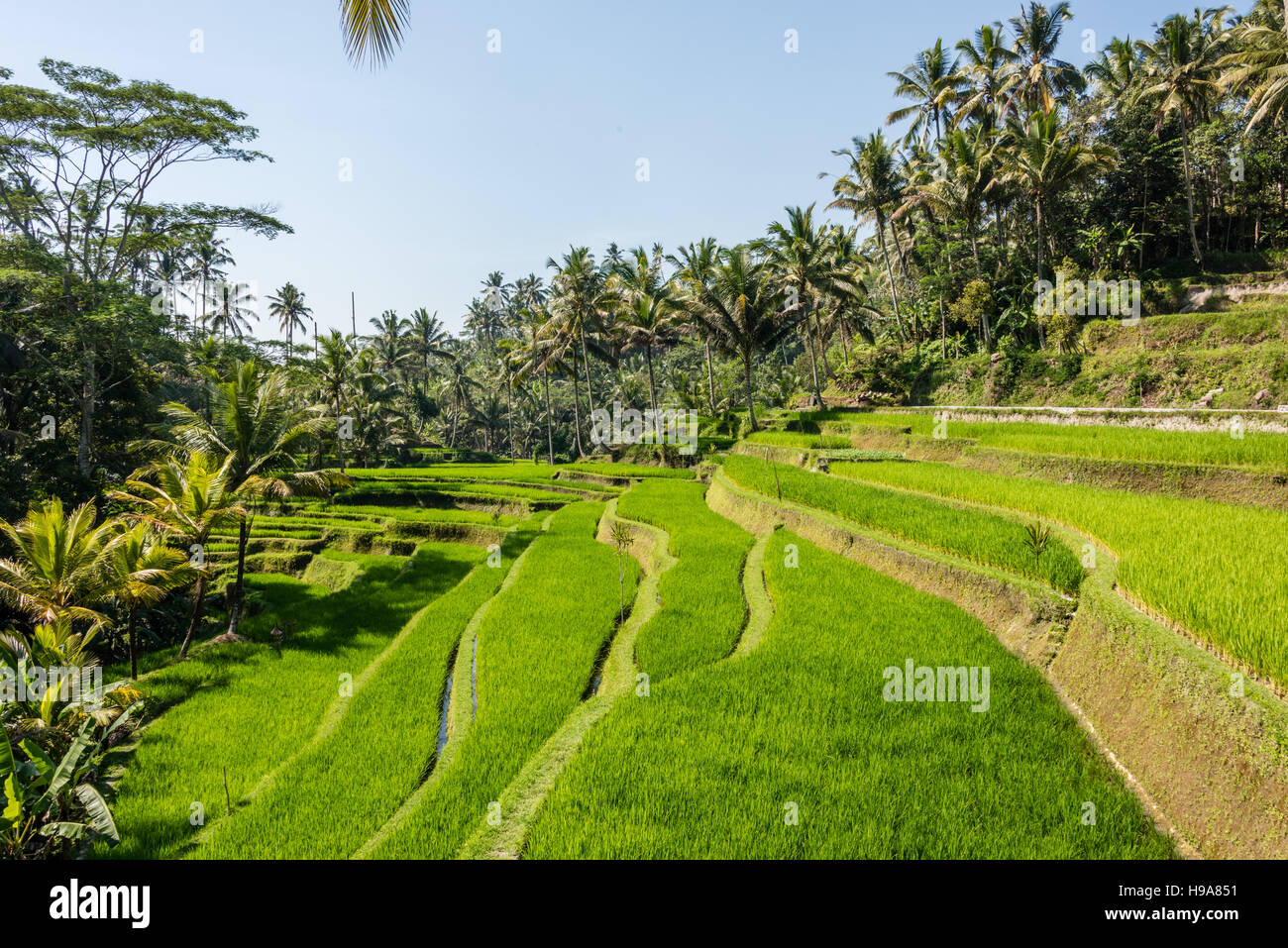 Rice Paddies Bali Stock Photo - Alamy