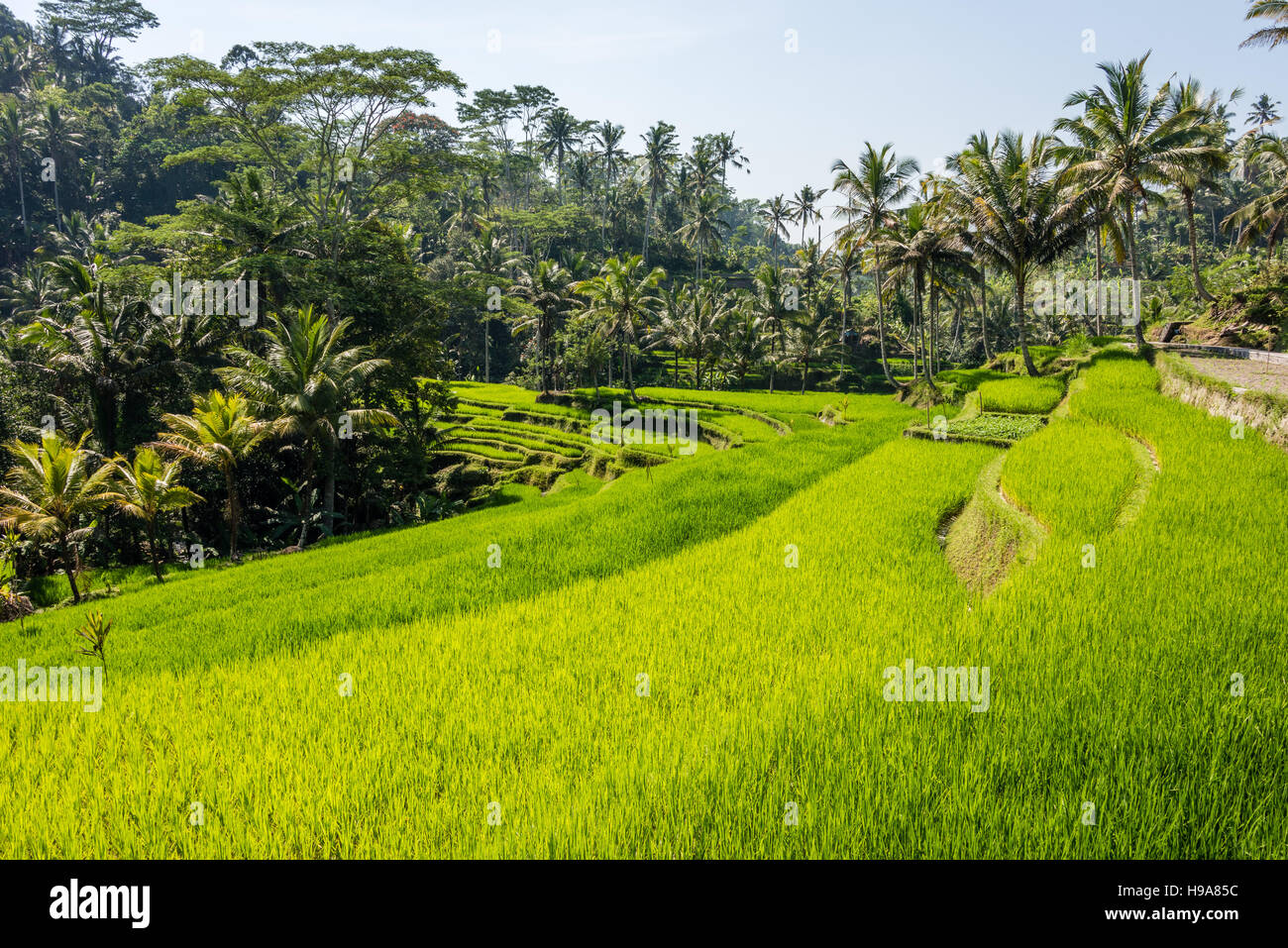Rice Paddies Bali Stock Photo - Alamy