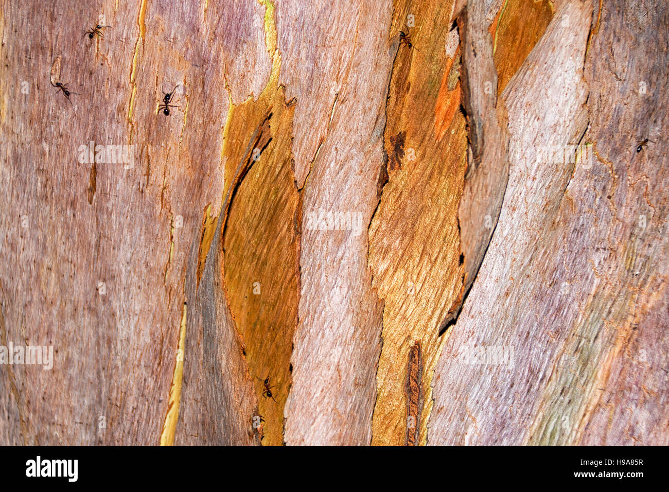 Bark part of tree hi-res stock photography and images - Alamy