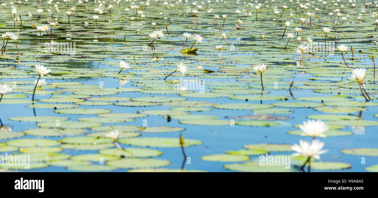 Floating lillies hi-res stock photography and images - Alamy