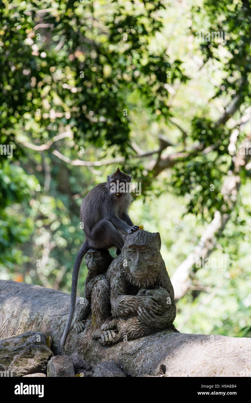 Sacred Monkey Forest Sanctuary, Ubud, Bali, Indonesia Stock Photo - Alamy