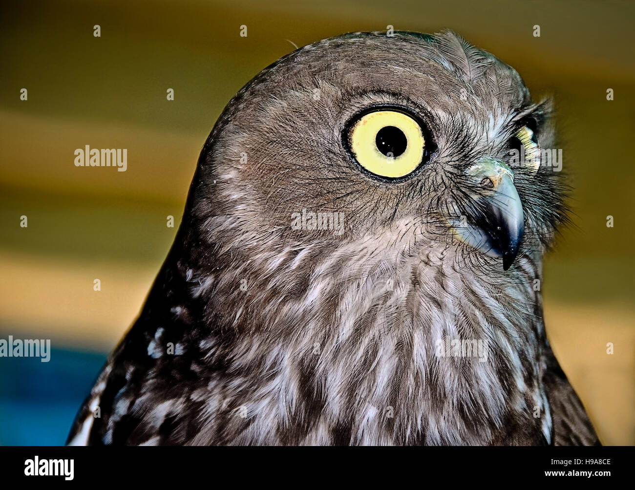 Australian owl hi-res stock photography and images - Alamy