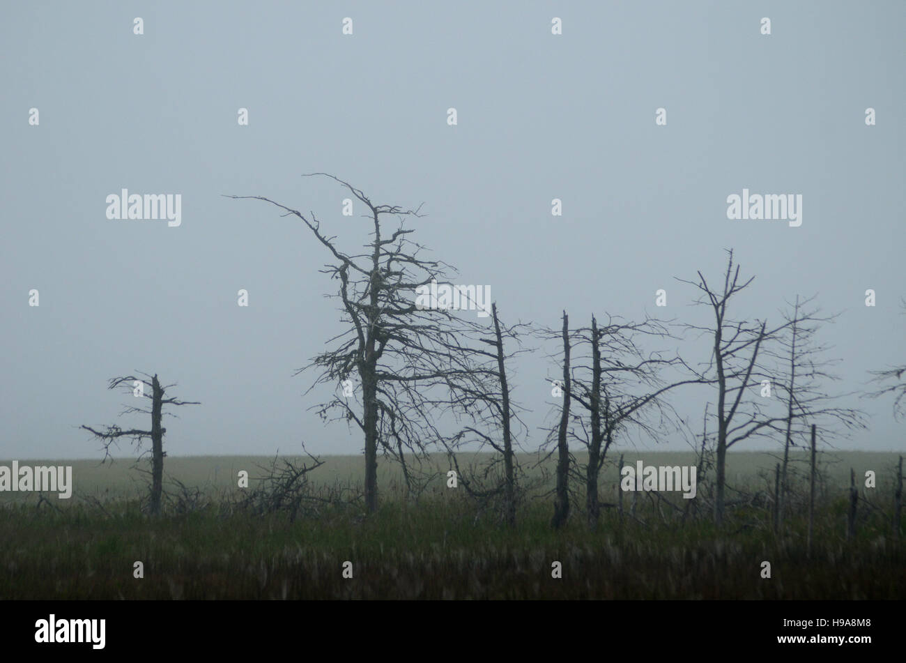 Castalia Marsh, Grand Manan Island, Canada Stock Photo - Alamy