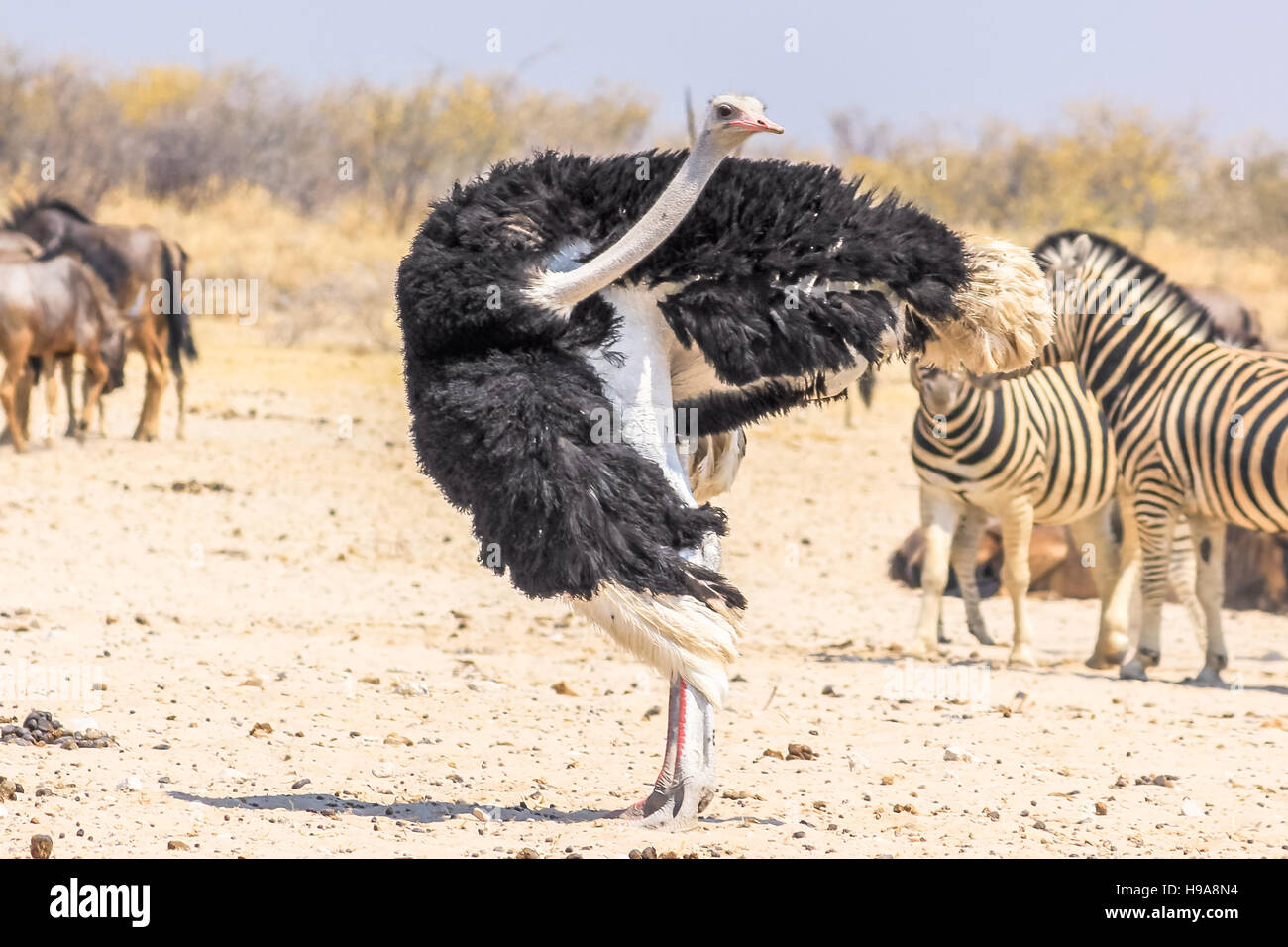 Wildlife zebra ostrich game hi-res stock photography and images - Alamy