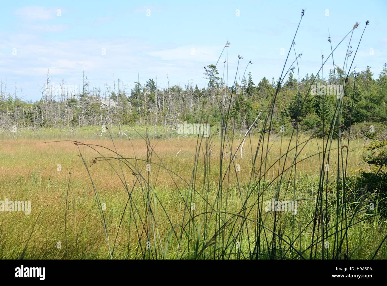Castalia Marsh, Grand Manan Island, Canada Stock Photo - Alamy