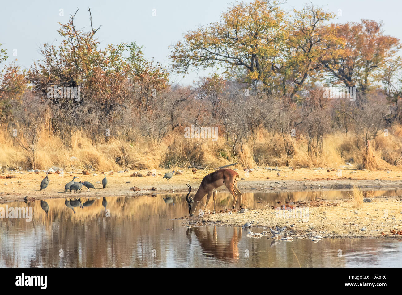 lone impala at pool Stock Photo - Alamy