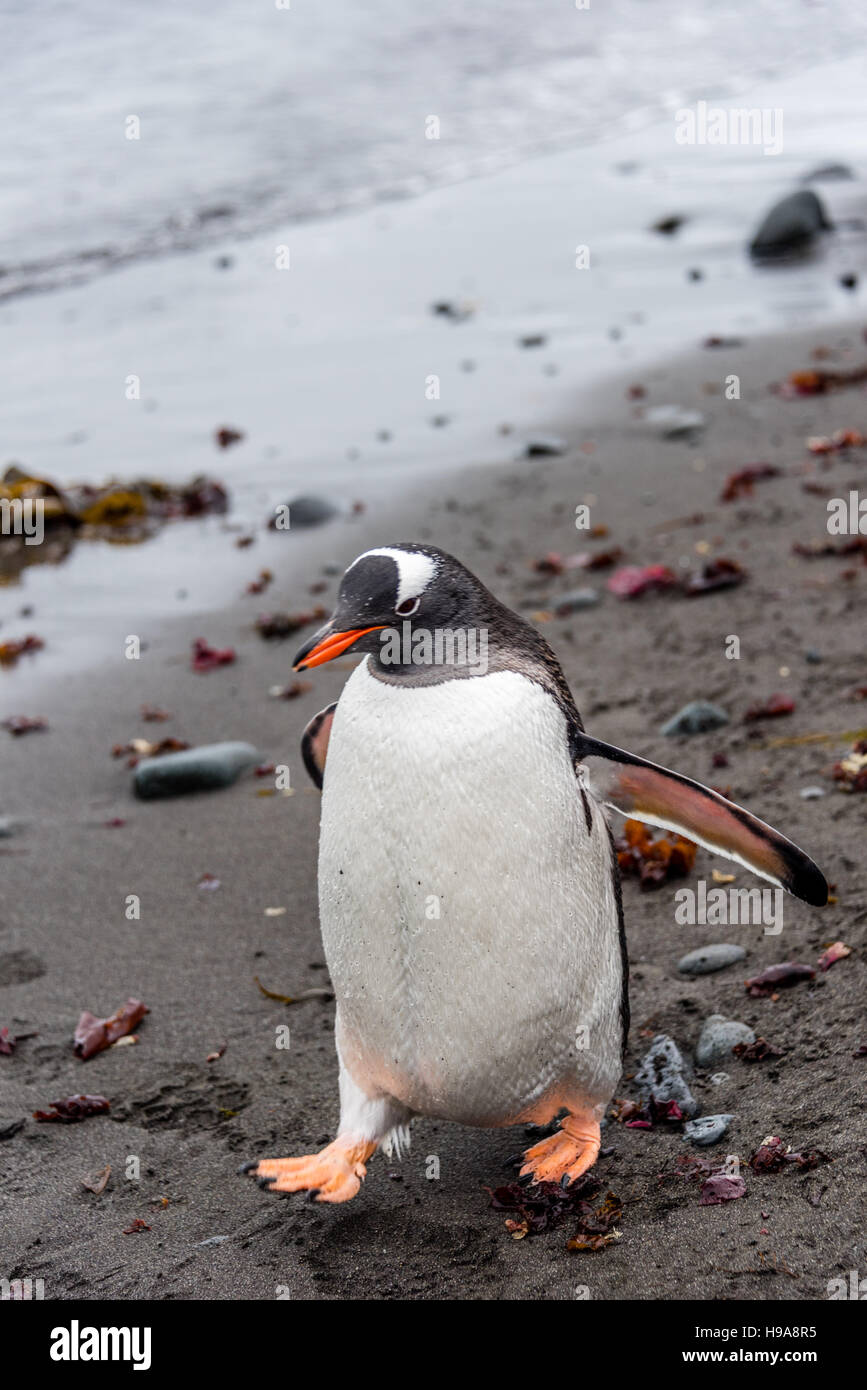 Baby gentoo penguins hi-res stock photography and images - Alamy