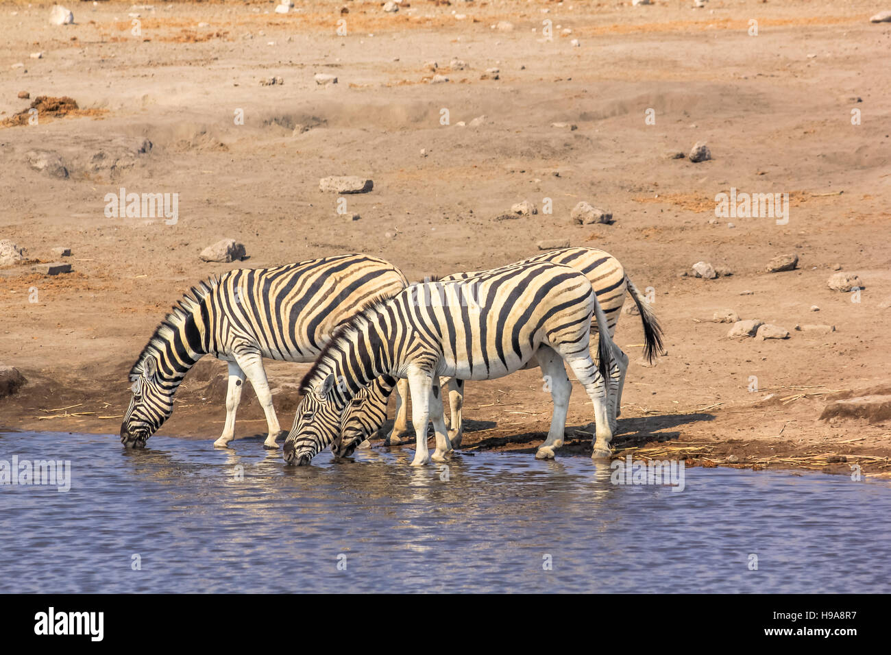 zebras drinking at pool Stock Photo - Alamy