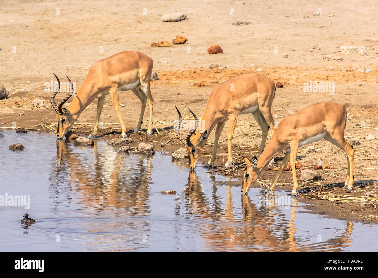 The springbok and the impala hi-res stock photography and images - Alamy