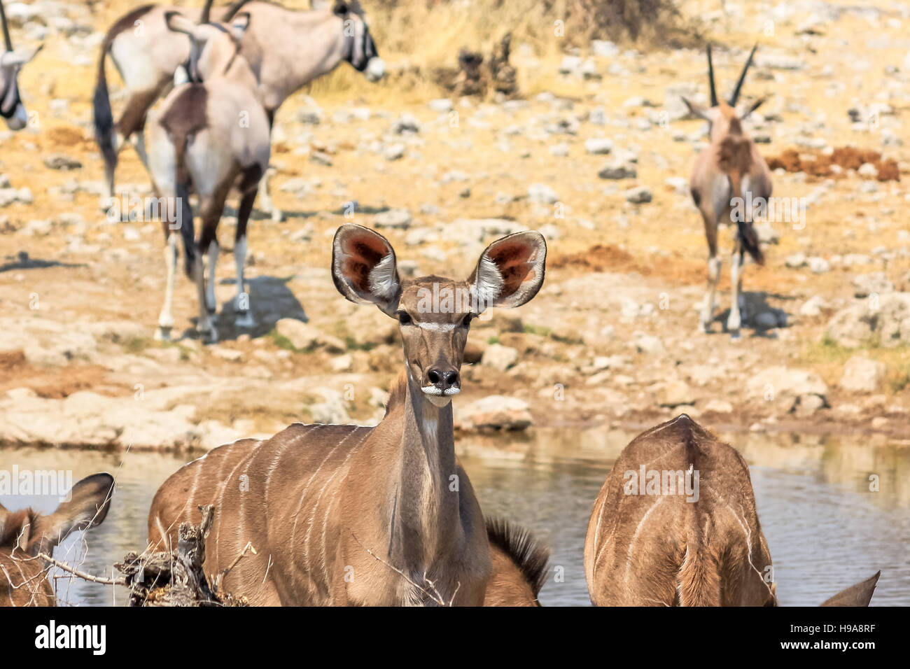 Namibian antelope hi-res stock photography and images - Alamy