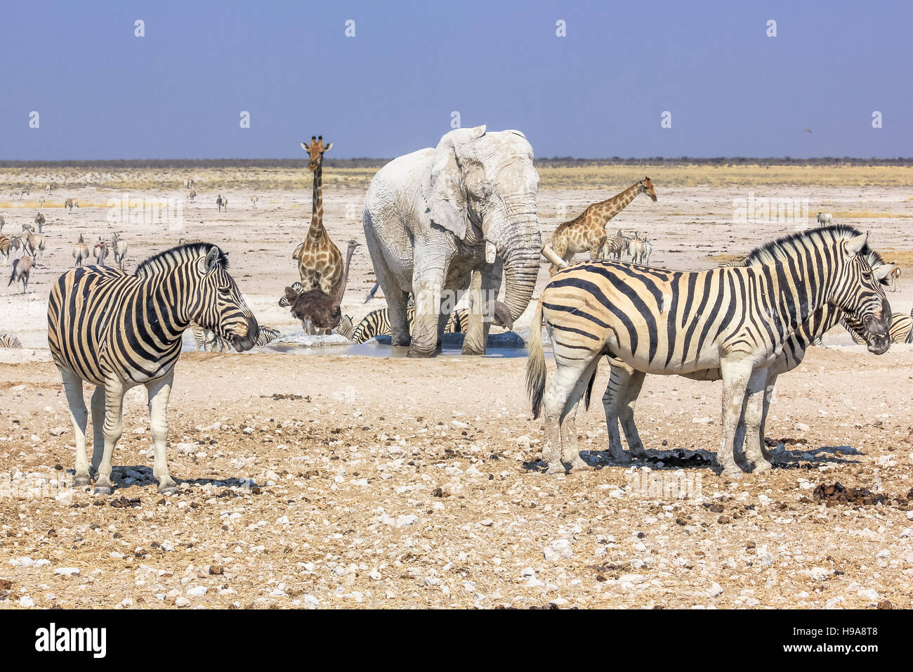 Elephant and giraffes hi-res stock photography and images - Alamy