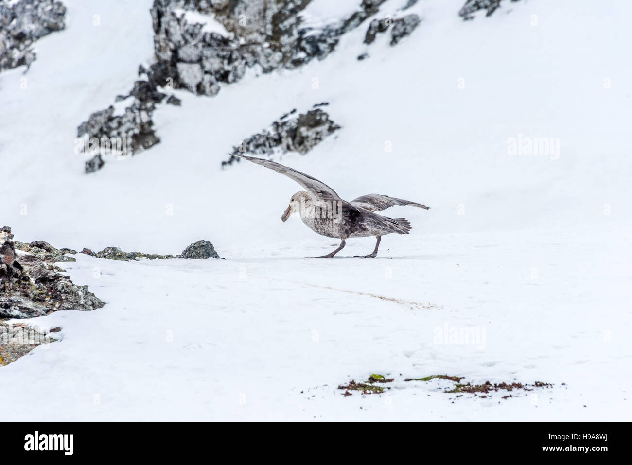 Petrel island antarctica hi-res stock photography and images - Alamy