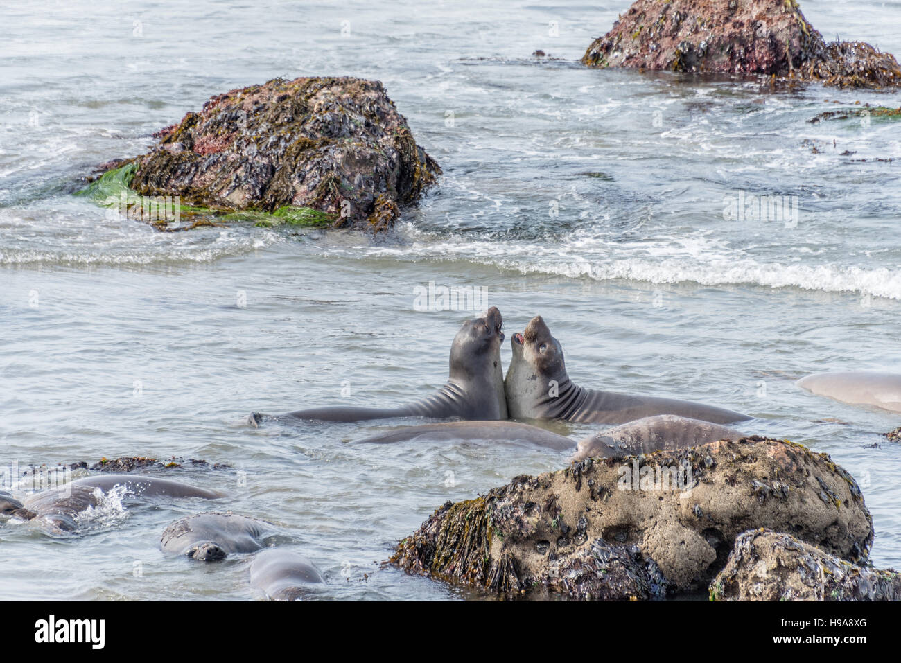 California seals hi-res stock photography and images - Alamy