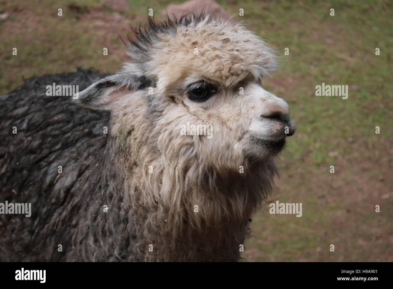 A still wooly alpaca Stock Photo - Alamy