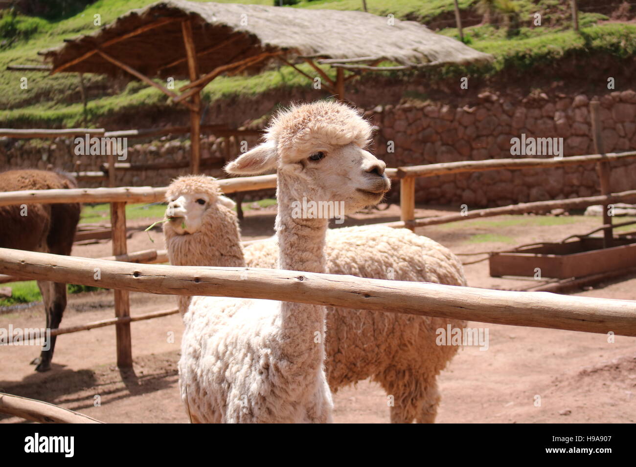 Animals photos hi-res stock photography and images - Alamy
