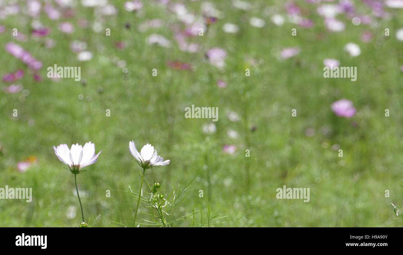 The flower garden with very nice weather for background Stock Photo - Alamy