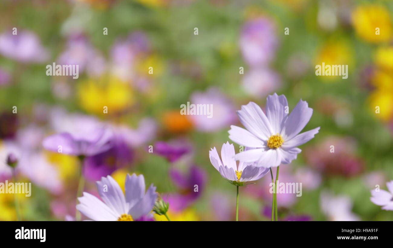 The flower garden with very nice weather for background Stock Photo - Alamy
