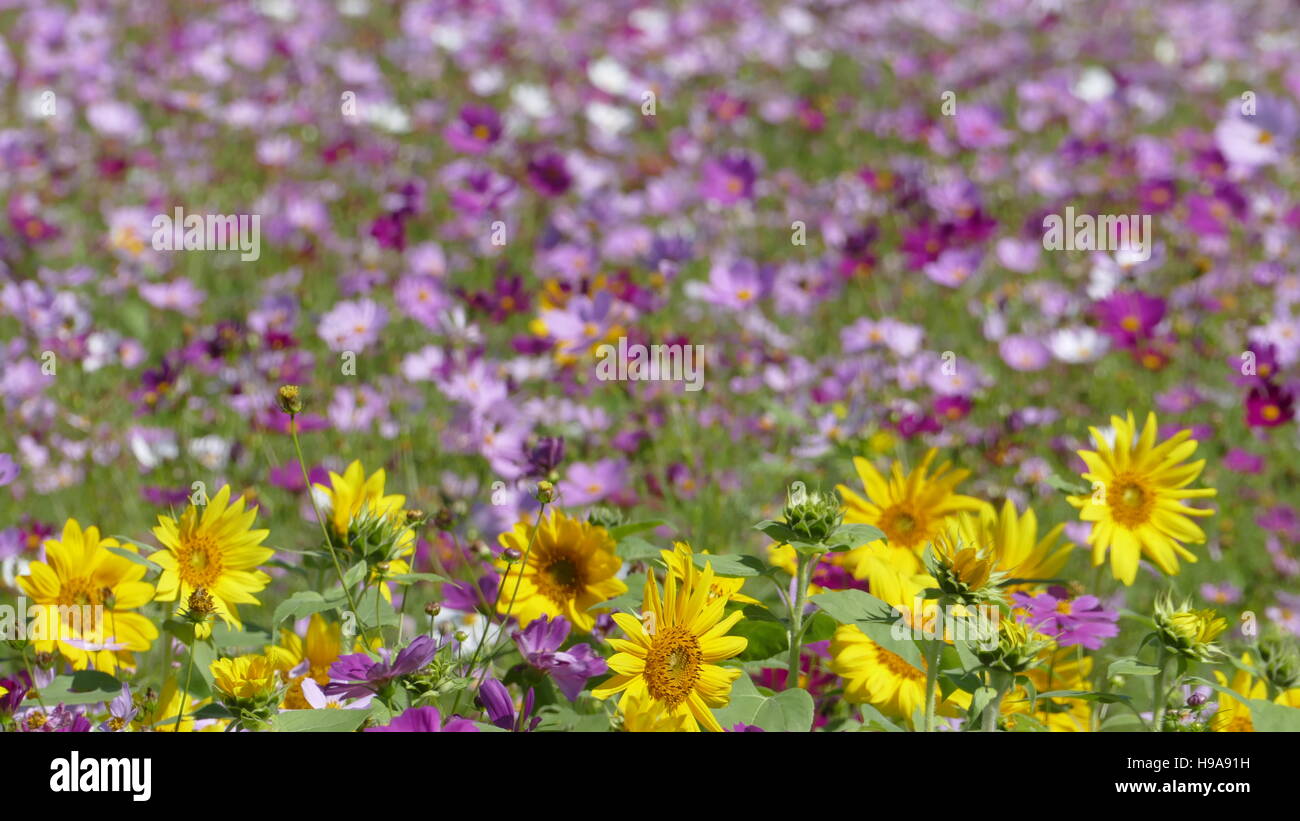 The flower garden with very nice weather for background Stock Photo - Alamy