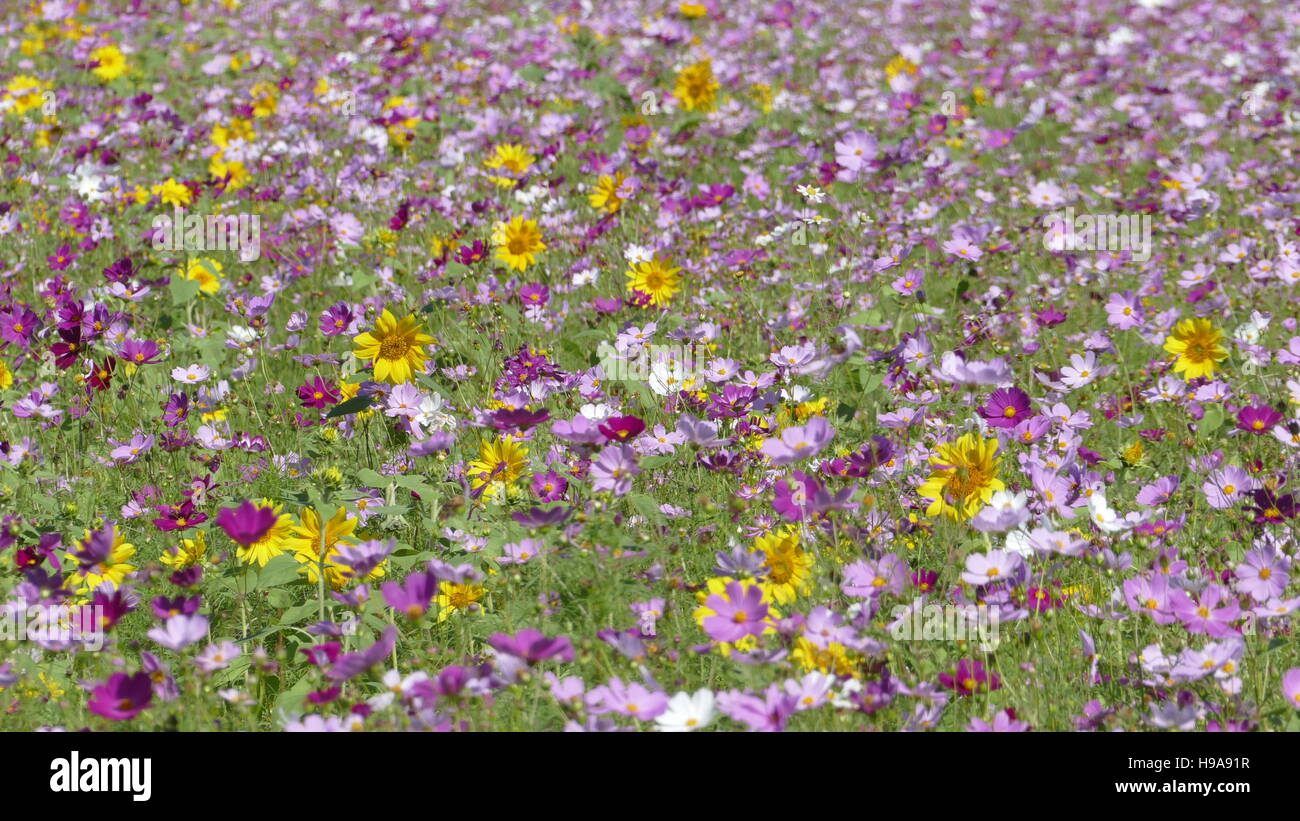 The flower garden with very nice weather for background Stock Photo - Alamy
