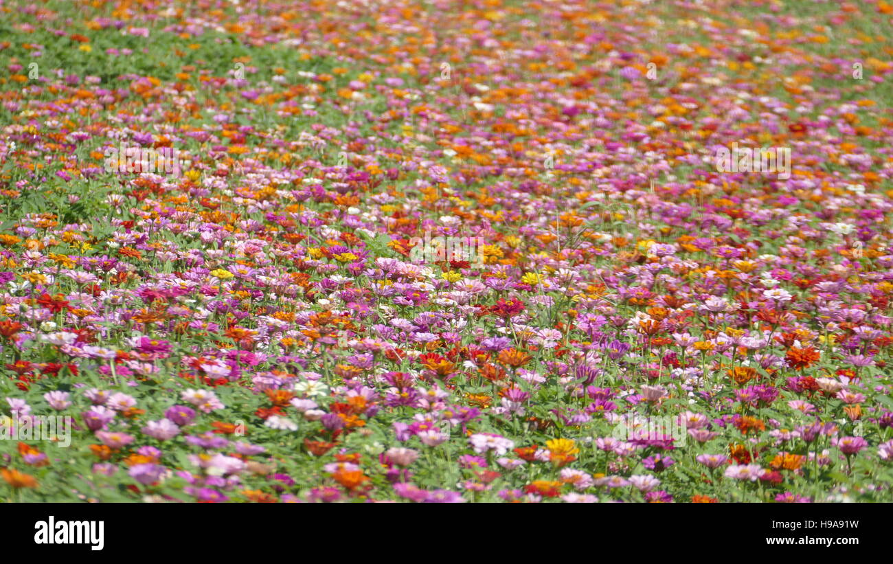 The flower garden with very nice weather for background Stock Photo - Alamy