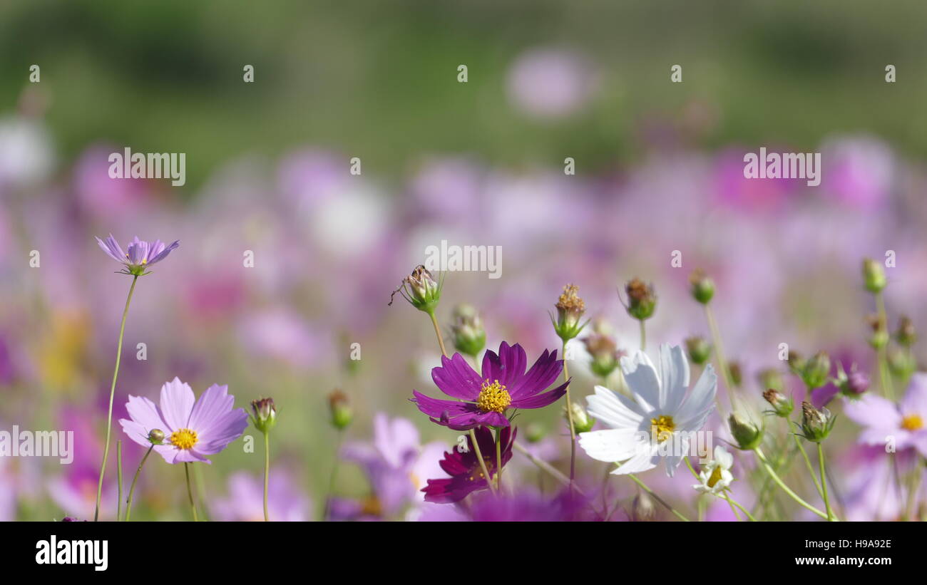 The flower garden with very nice weather for background Stock Photo - Alamy