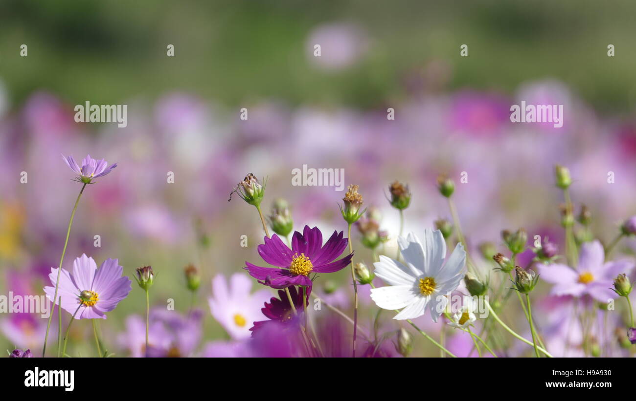 The flower garden with very nice weather for background Stock Photo - Alamy