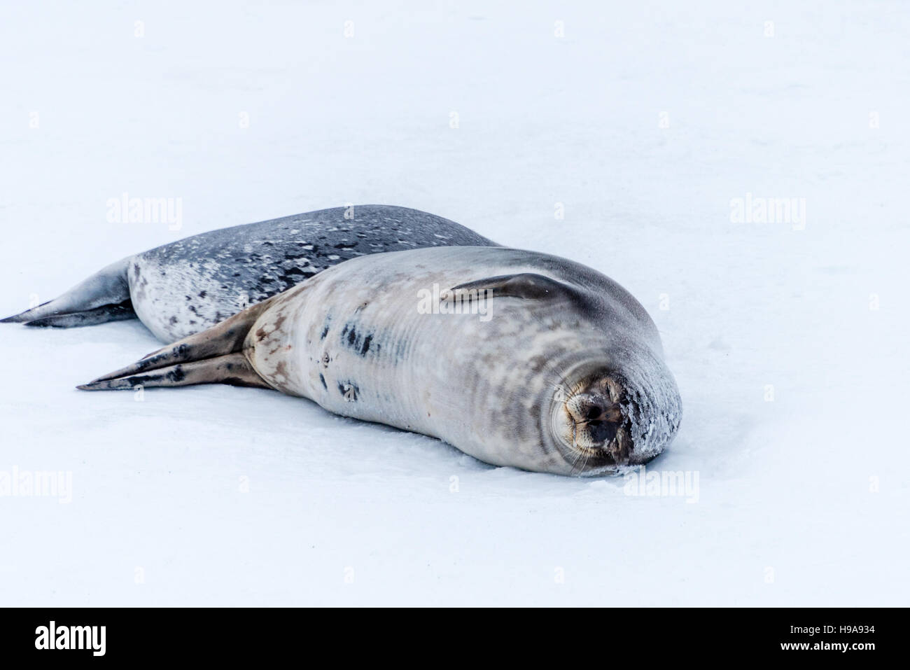Fast seal hi-res stock photography and images - Alamy