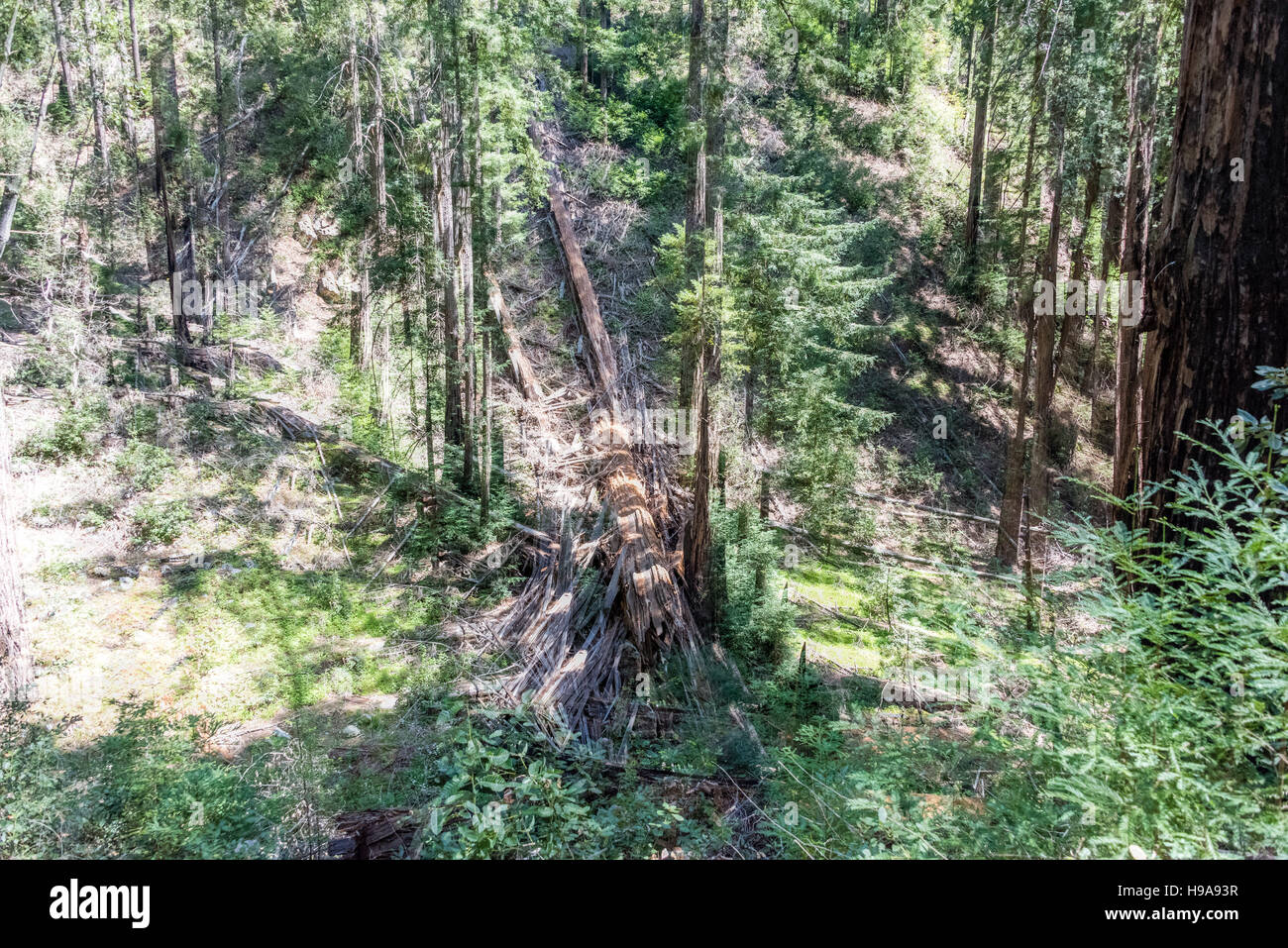 Dead redwood tree hi-res stock photography and images - Alamy