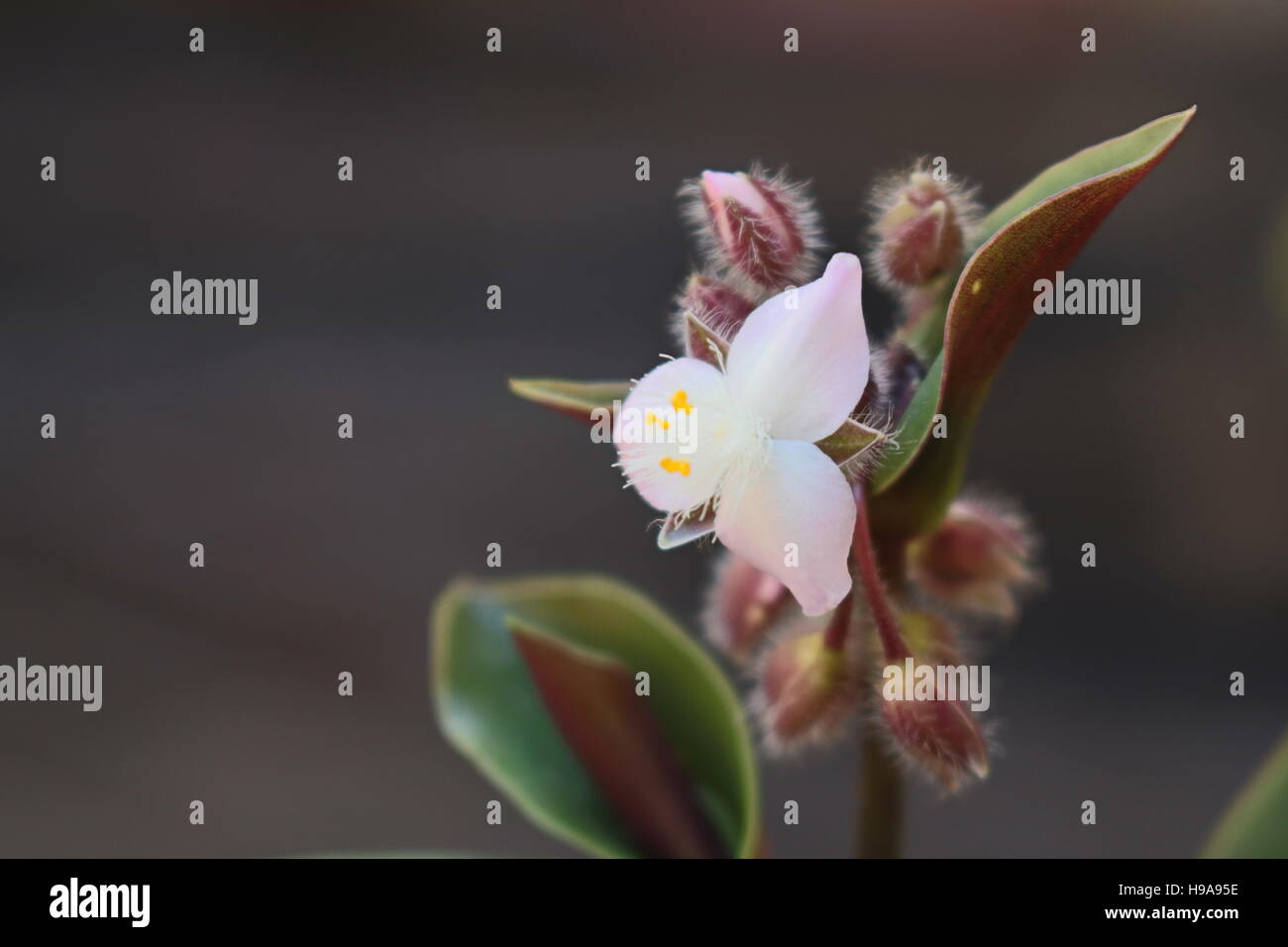 Flowers (Cusco, Perú Stock Photo - Alamy