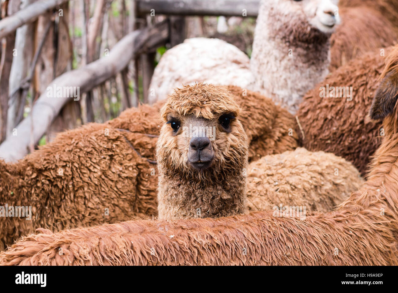 Portrait of a Llama Stock Photo - Alamy