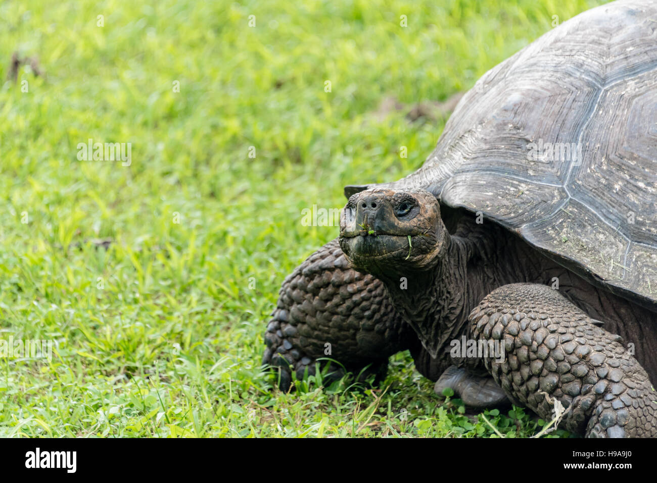 Giant Galapagos Tortoise Stock Photo - Alamy