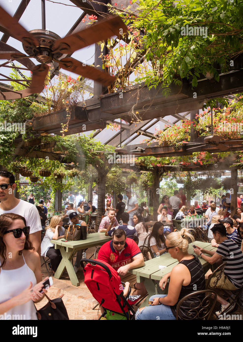 Canopy of leaves hi-res stock photography and images - Alamy