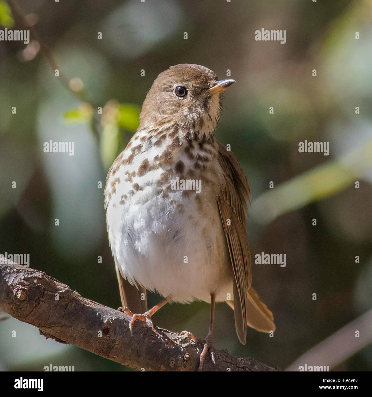 Hermit thrush hi-res stock photography and images - Alamy