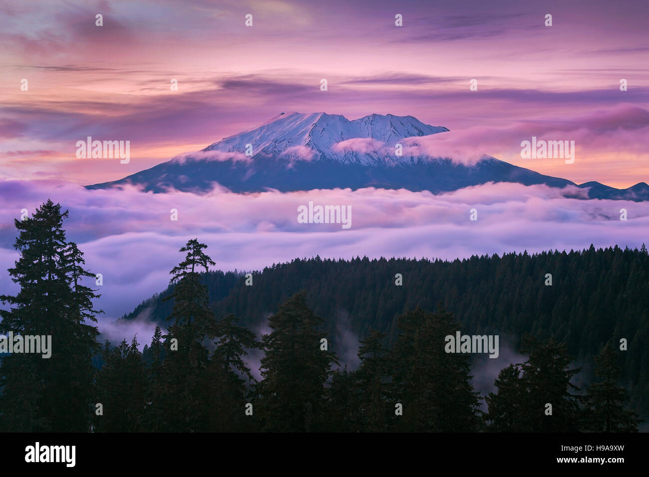 View of Mount St Helens sunset from McClellan Viewpoint in Gifford ...
