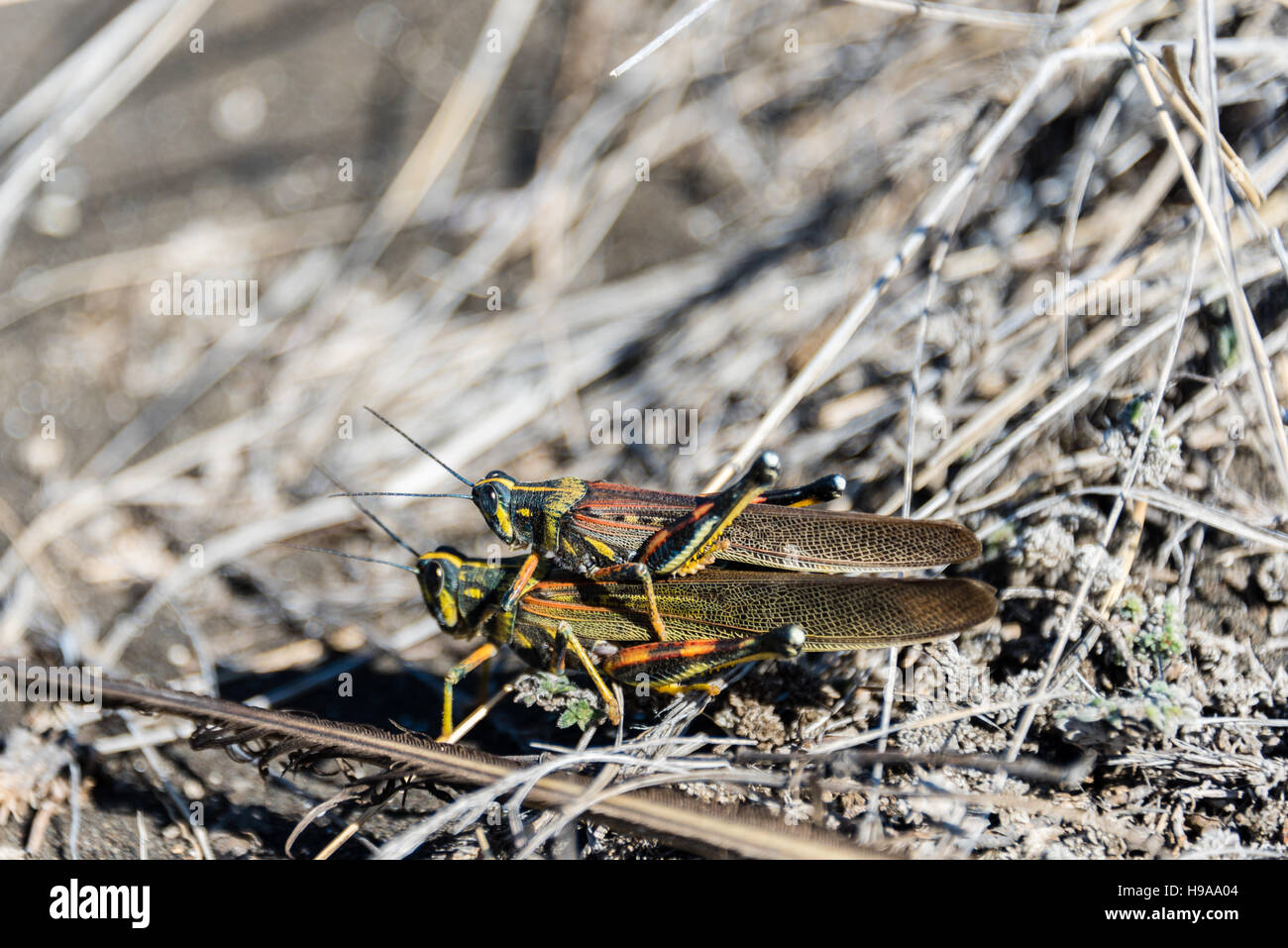 Galapagos insect hi-res stock photography and images - Alamy