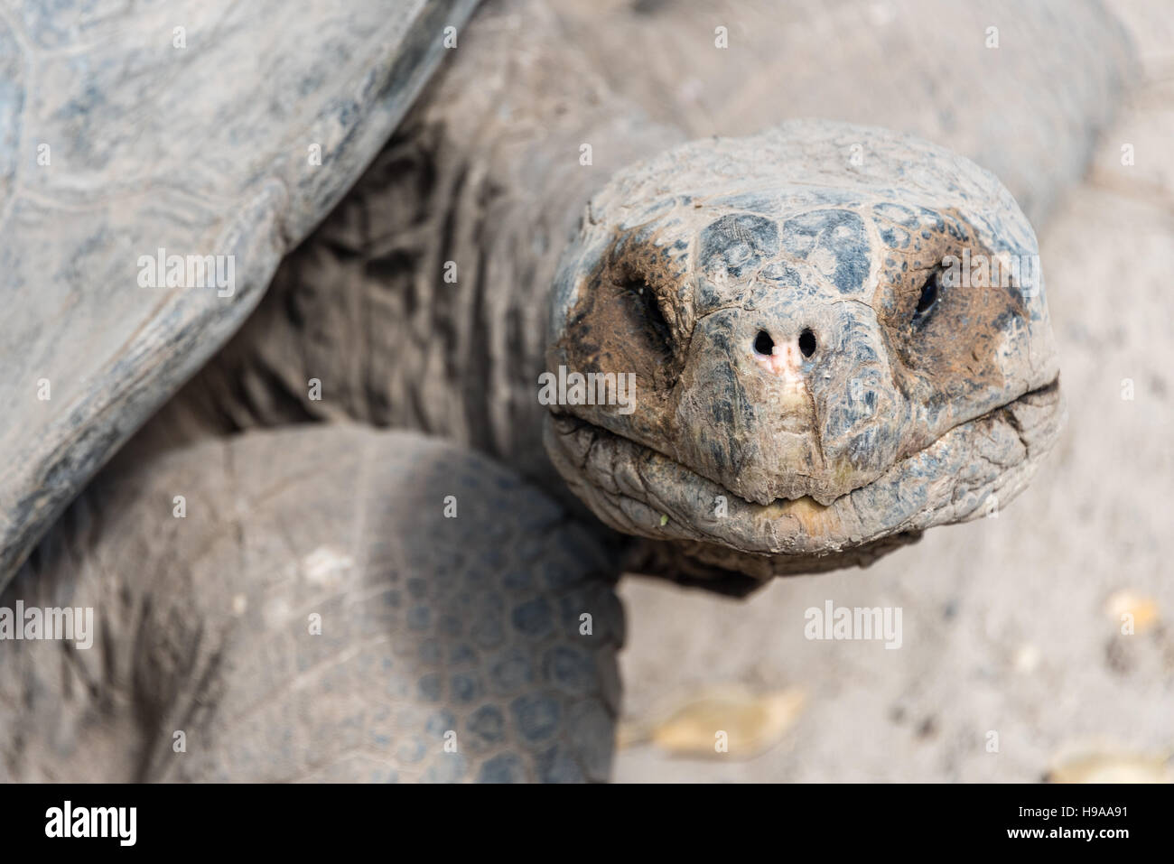Galapagos Giant Tortoises Stock Photo - Alamy