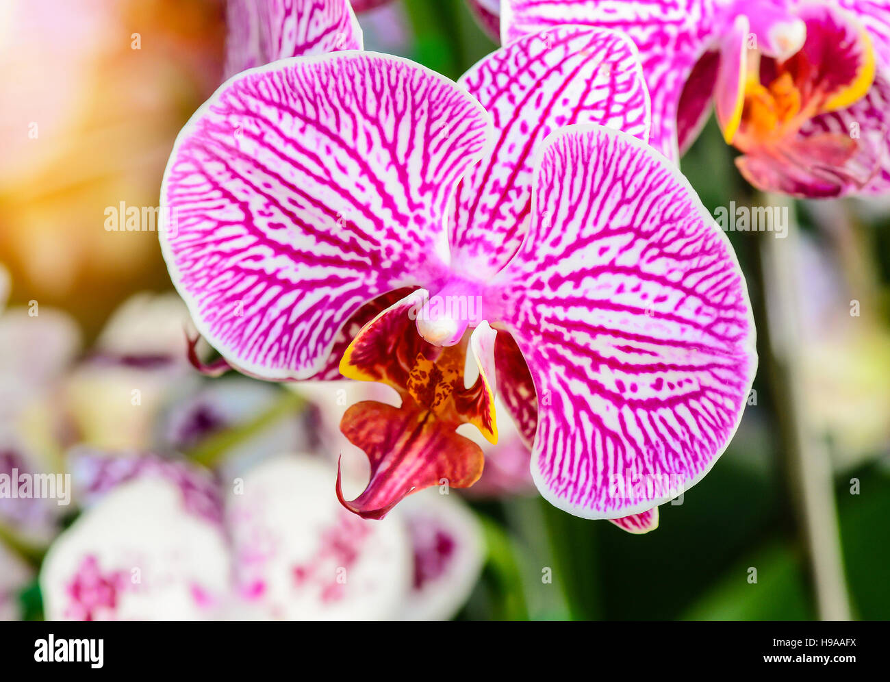 Closeup beautiful violet and white orchid flower with sun light effect ...