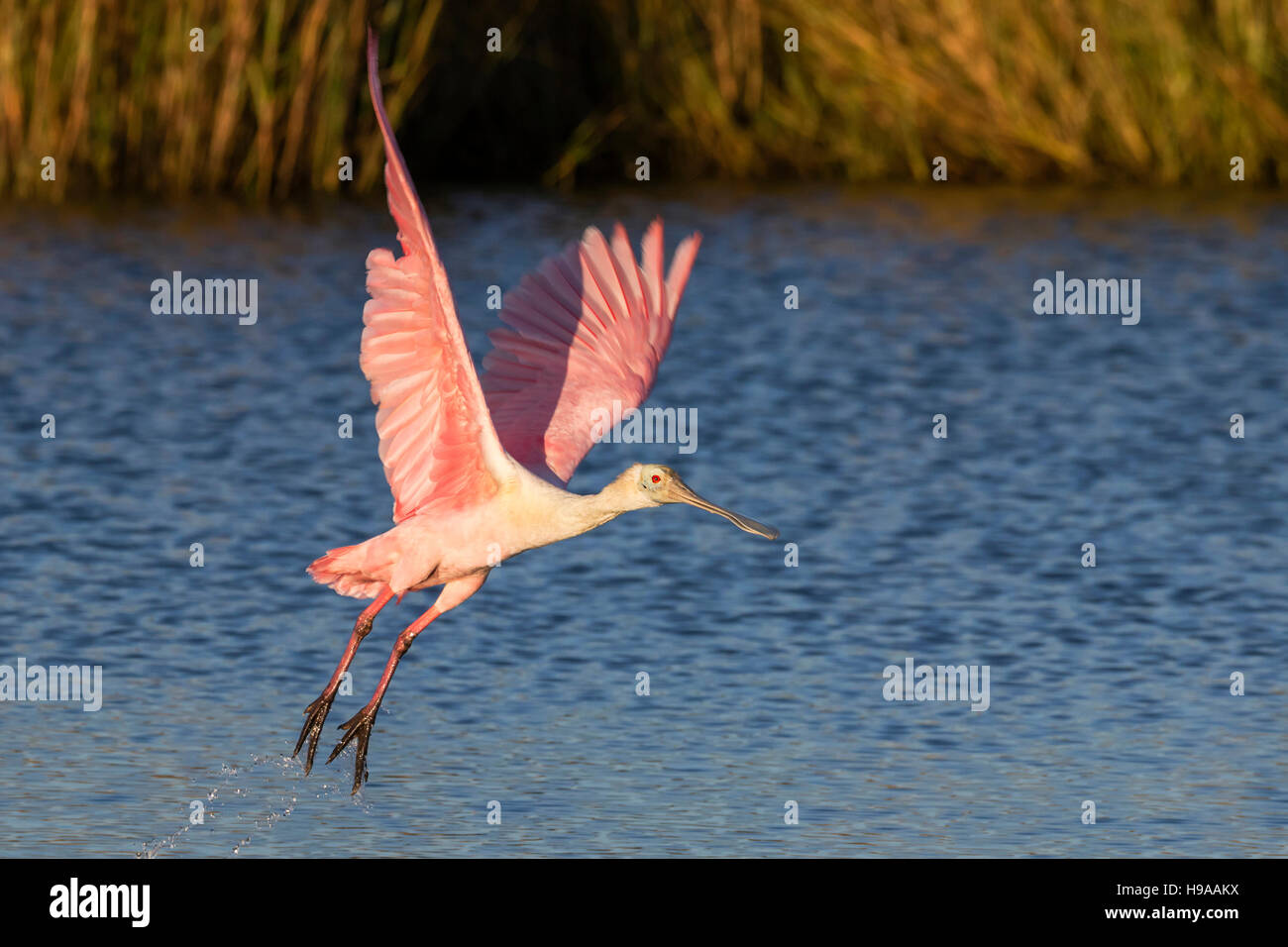 Roseate spoonbill (Platalea ajaja) taking off in the shallow water of ...