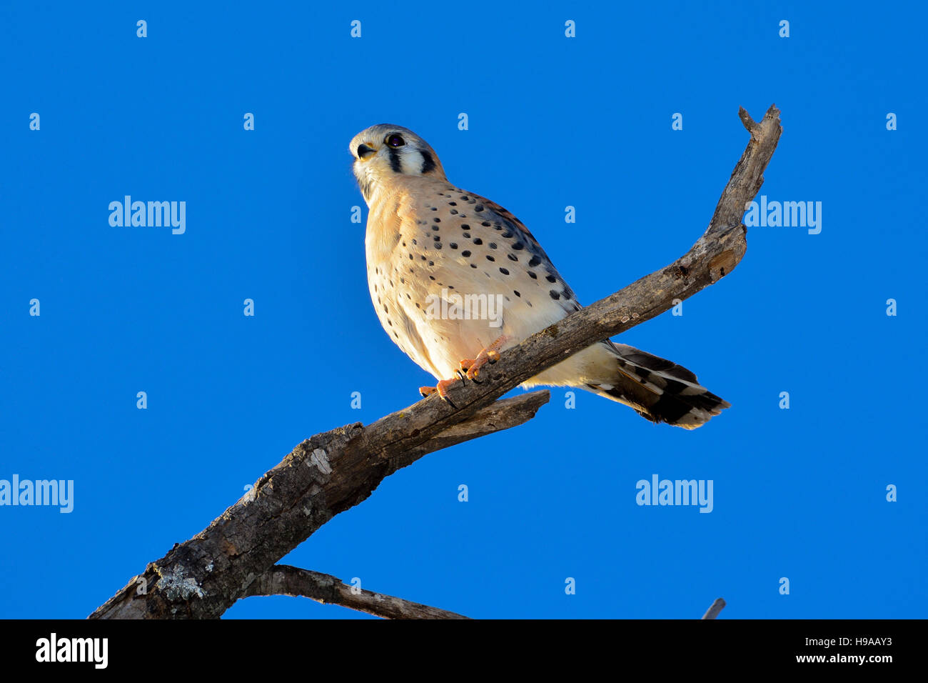 American sparrow hawk hi-res stock photography and images - Alamy