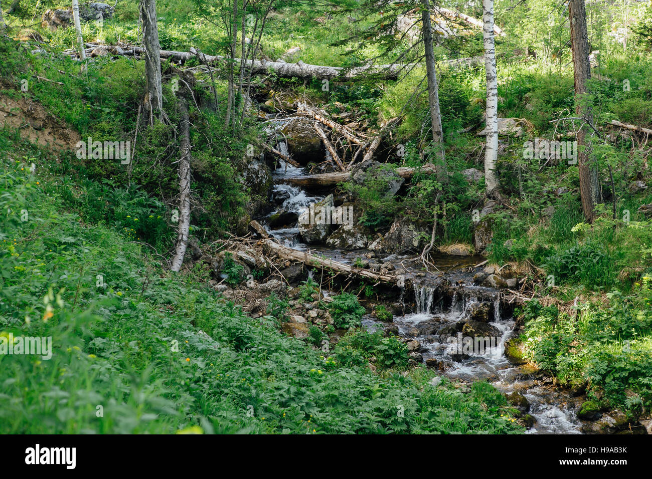 Forest waterfall and brook with rocks and trees Stock Photo - Alamy