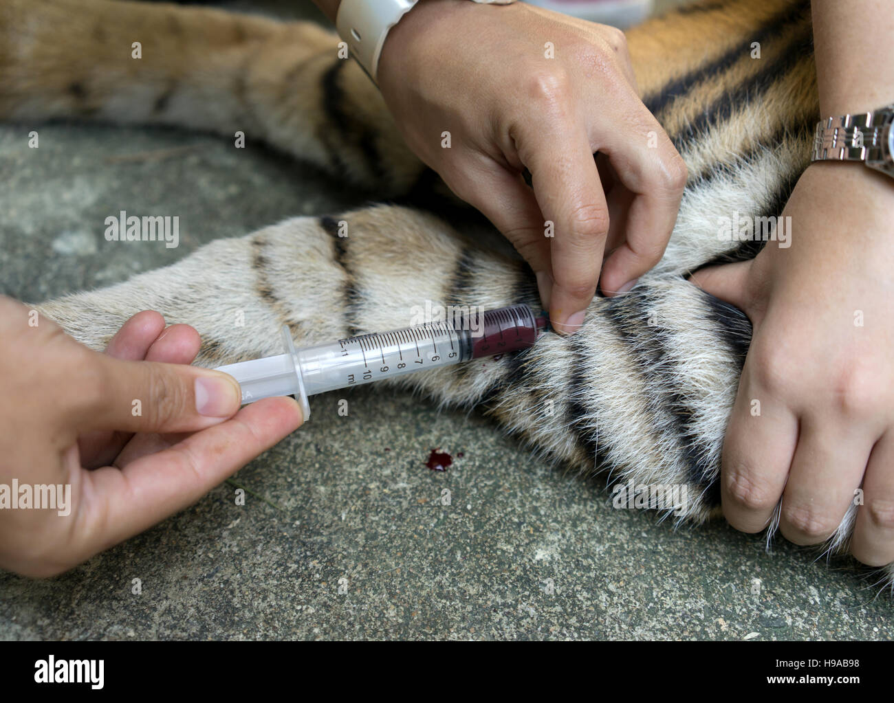 Vet zoo tiger hi-res stock photography and images - Alamy