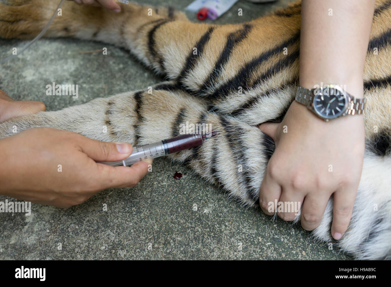 Animal veterinary hospital zoo hi-res stock photography and images - Alamy