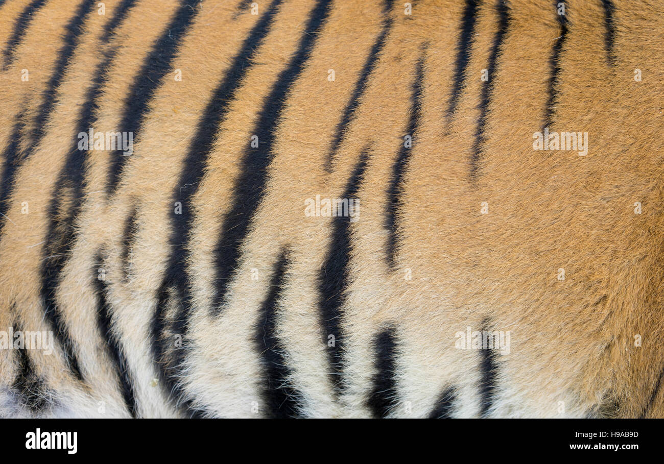Tiger skin texture hi-res stock photography and images - Alamy