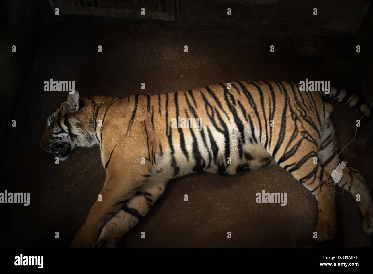 Vet zoo tiger hi-res stock photography and images - Alamy