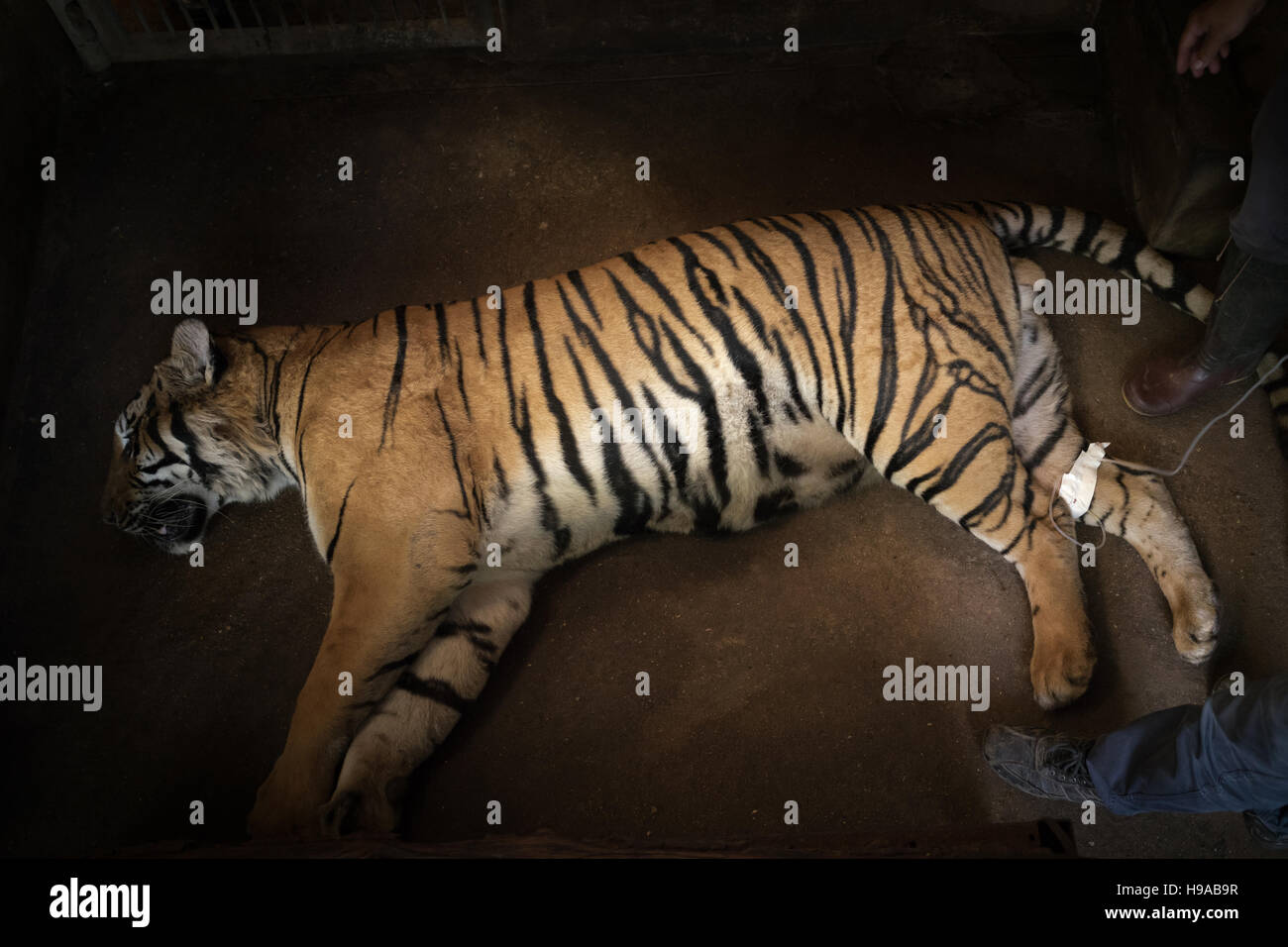 Veterinary hospital zoo hi-res stock photography and images - Alamy