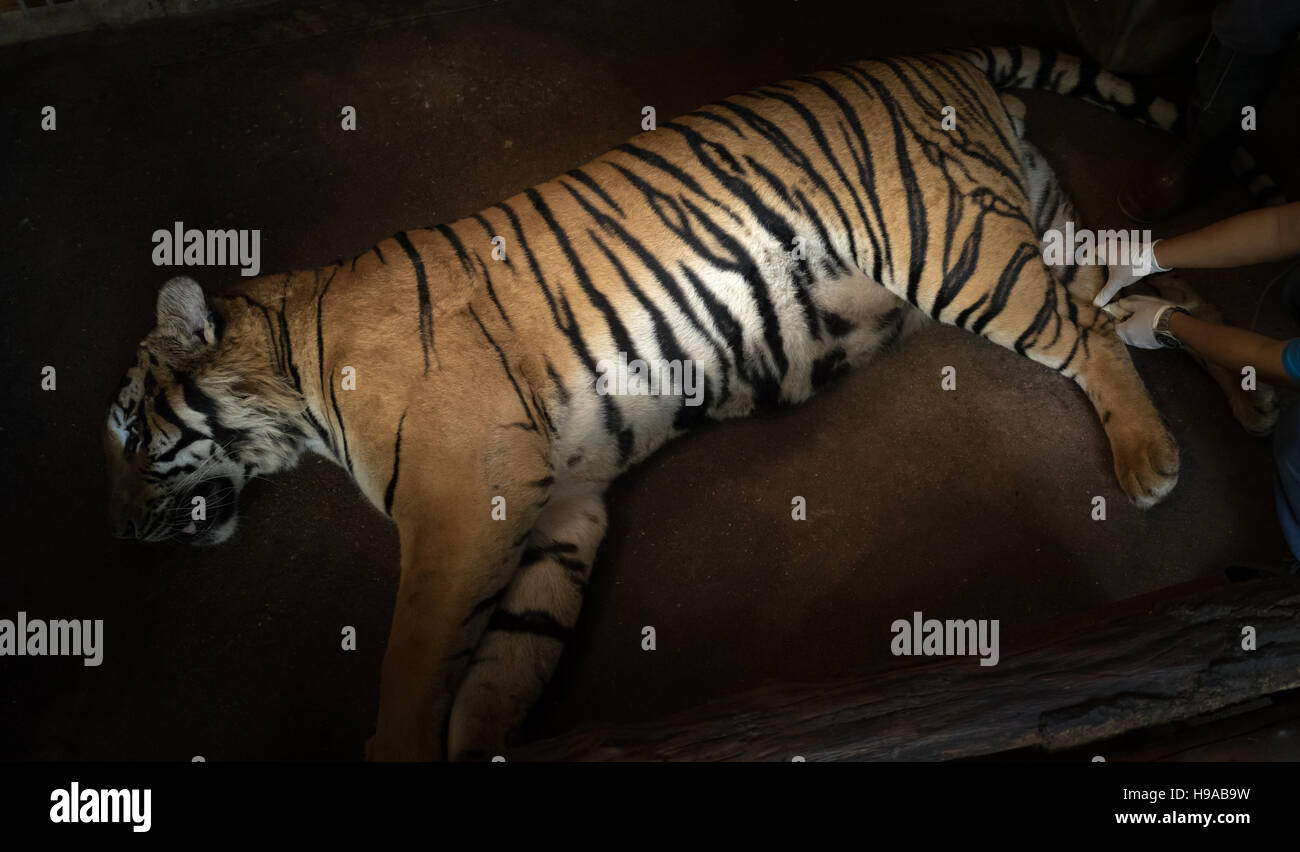 veterinarian treat the tiger in a zoo Stock Photo - Alamy