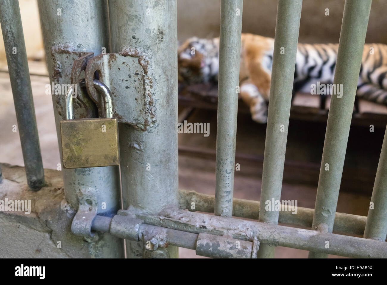 tiger in cage and key is lock Stock Photo - Alamy