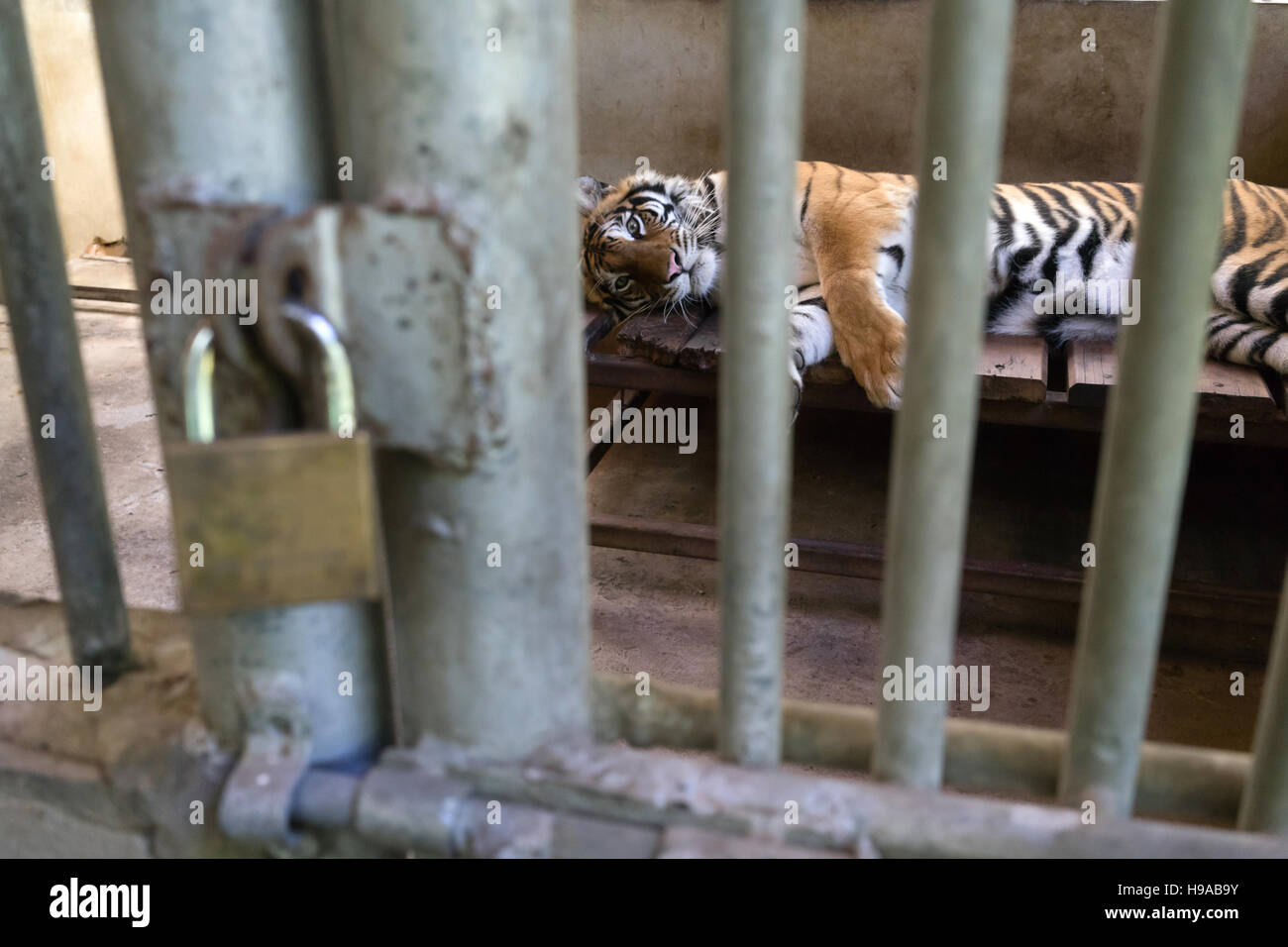 Tiger cage hi-res stock photography and images - Alamy