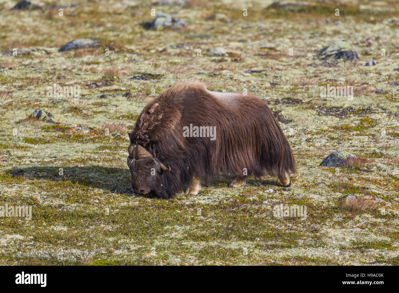 Male musk ox (Ovibos moschatus Stock Photo - Alamy
